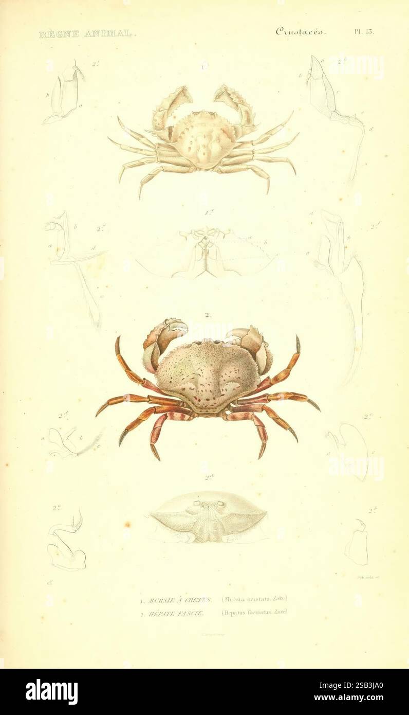 Munida genus hi-res stock photography and images - Alamy