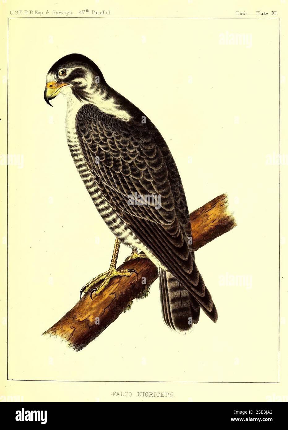 Falco nigricpes hi-res stock photography and images - Alamy