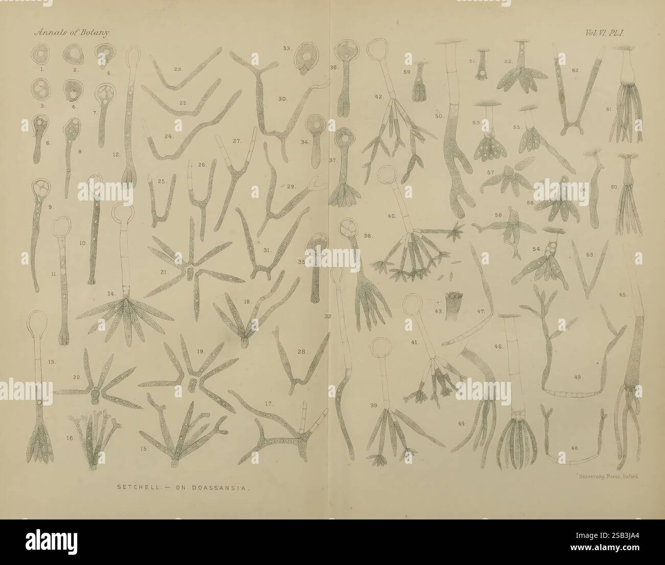 Different types of plant structures hi-res stock photography and images ...
