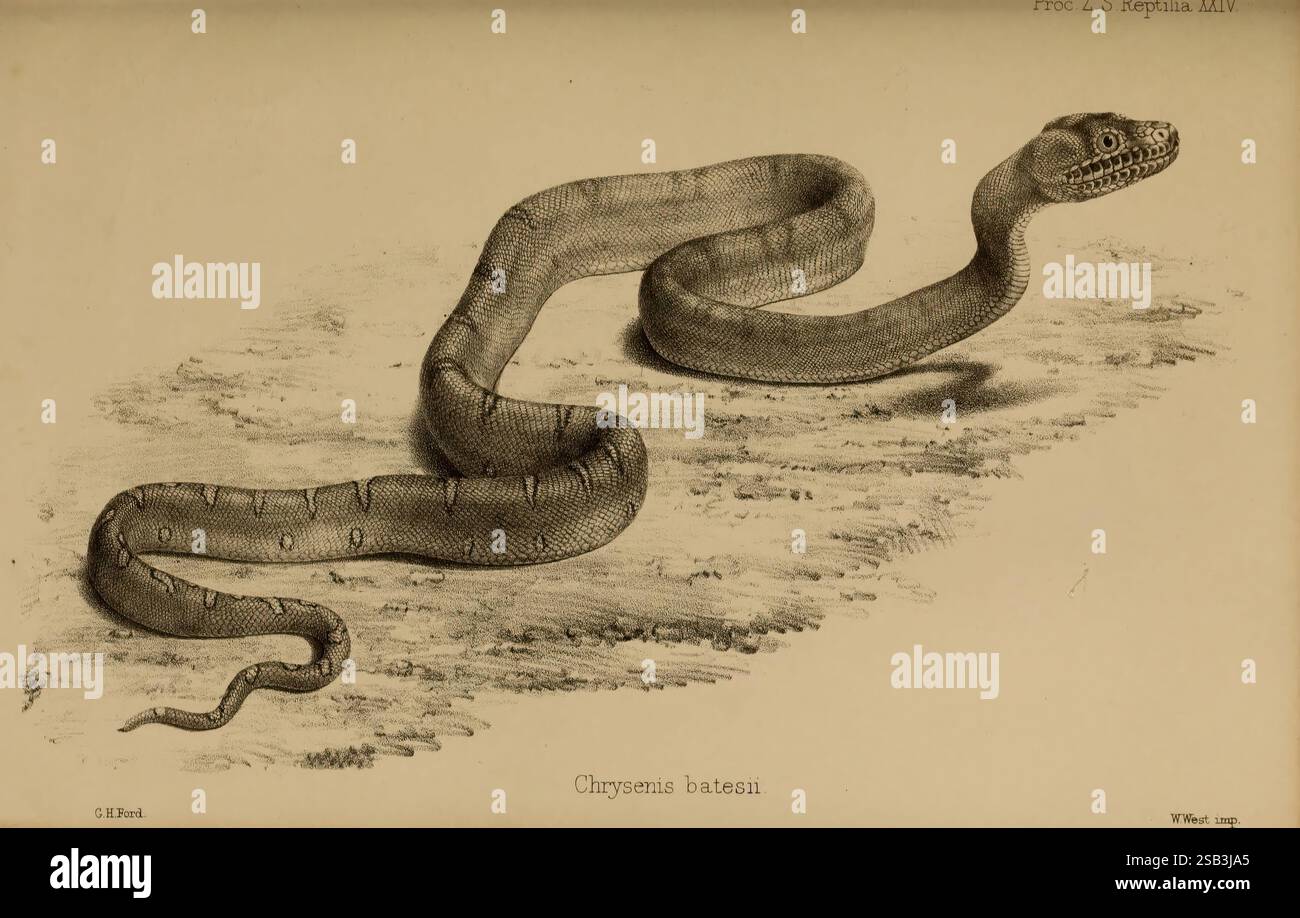 Snakes tail tapers off hi-res stock photography and images - Alamy