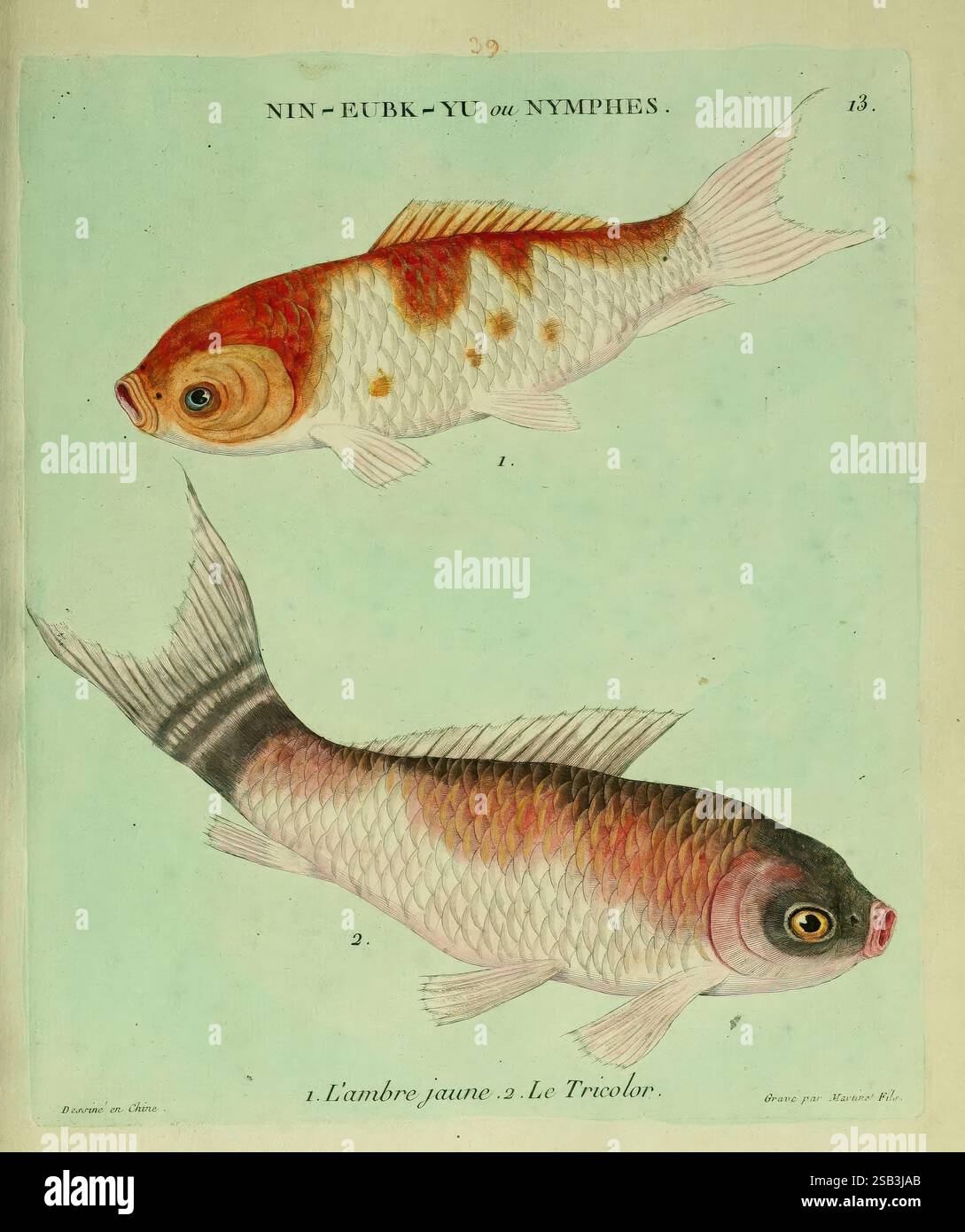 Classic goldfish appearance hi-res stock photography and images - Alamy