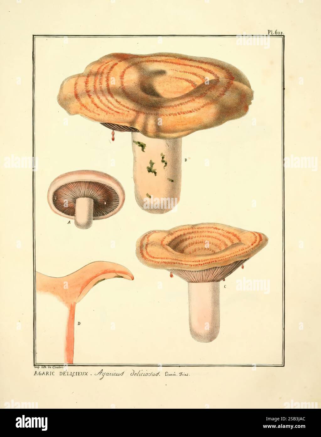 Figures des champignons, serving as a supplement to Bulliard's plates ...