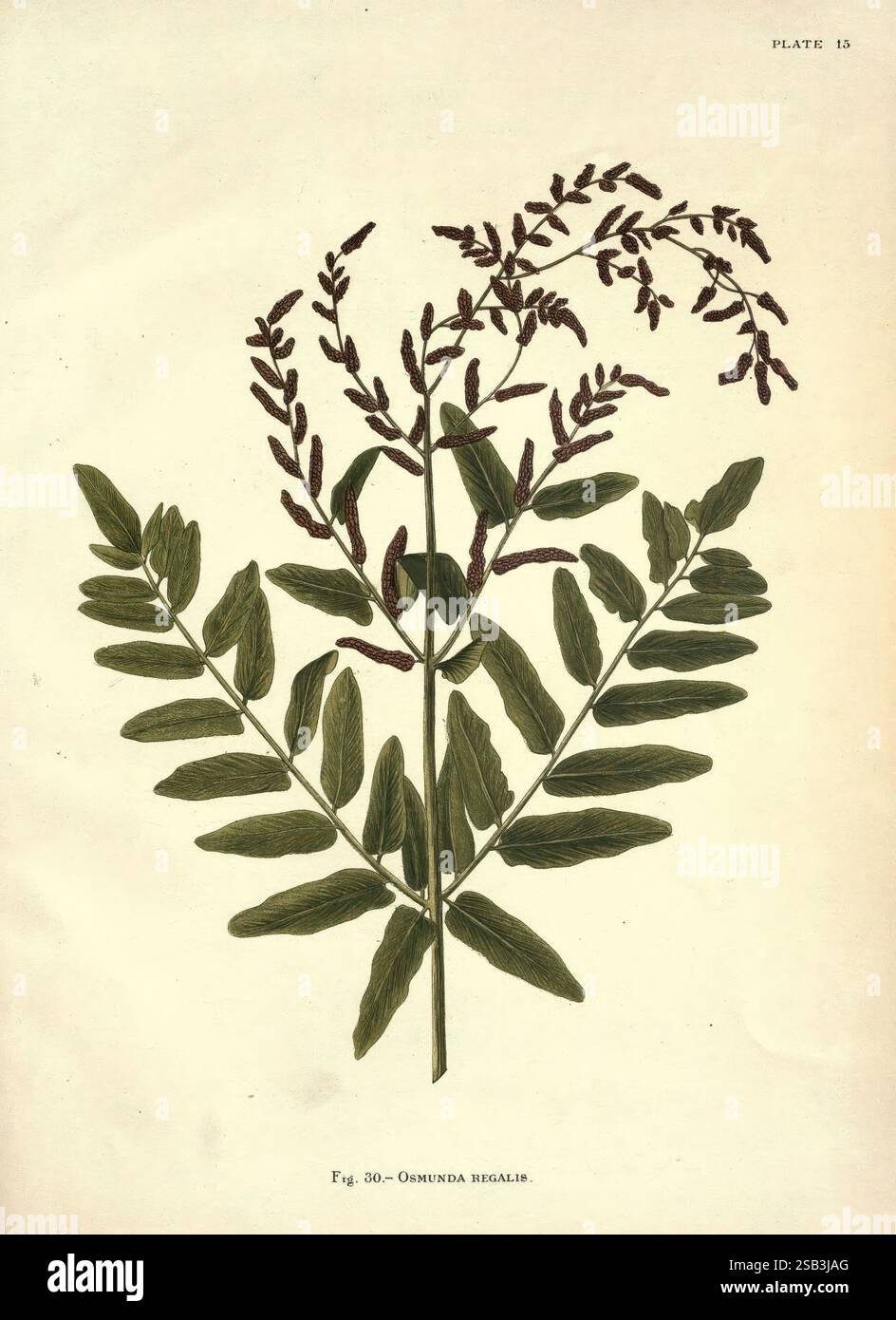 Album of Indian ferns London, W. Day, 1887, botany, India, pictorial ...