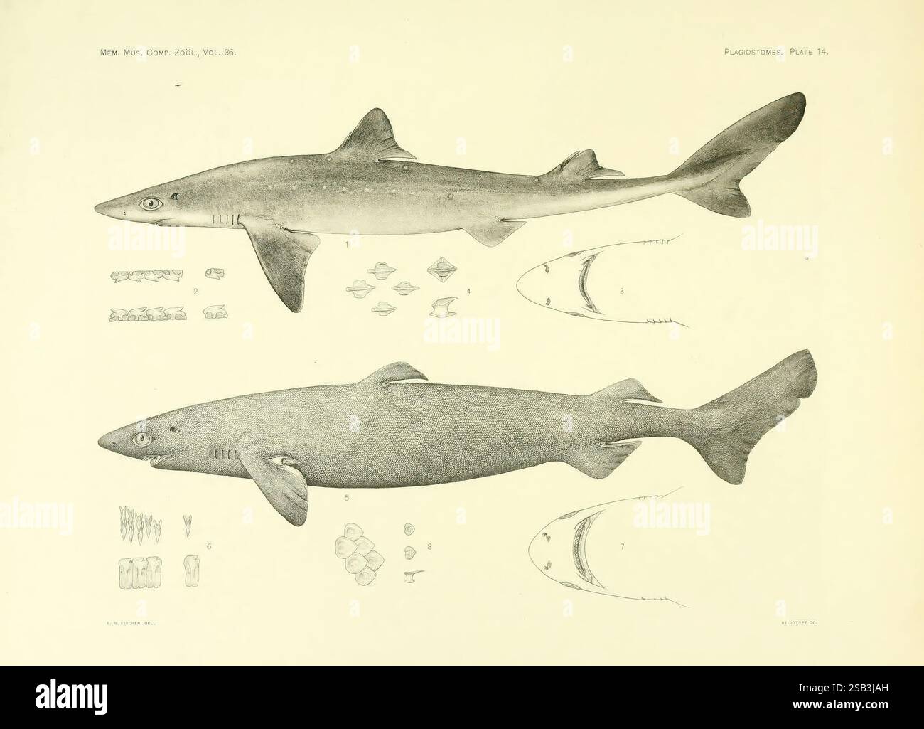 Squalus acanthias teeth hi-res stock photography and images - Alamy