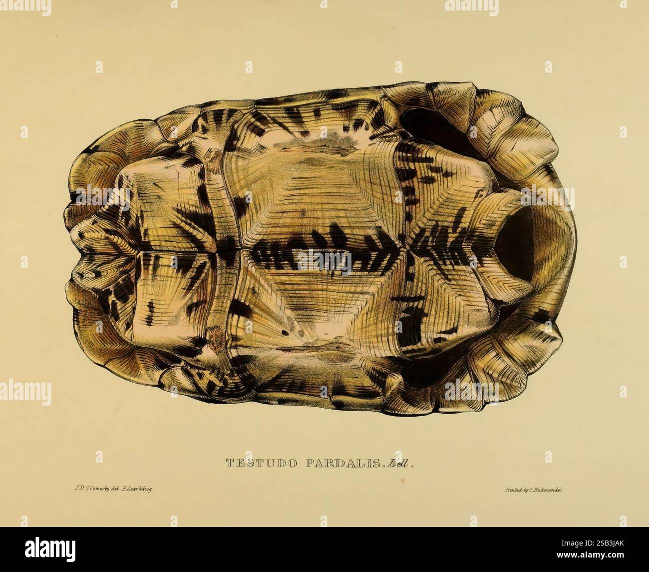 1872 turtles hi-res stock photography and images - Alamy
