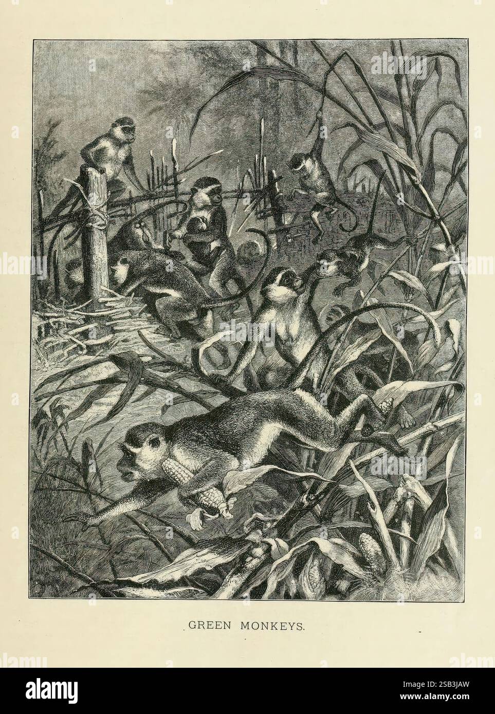 Monkeys explore interact in natural hi-res stock photography and images ...