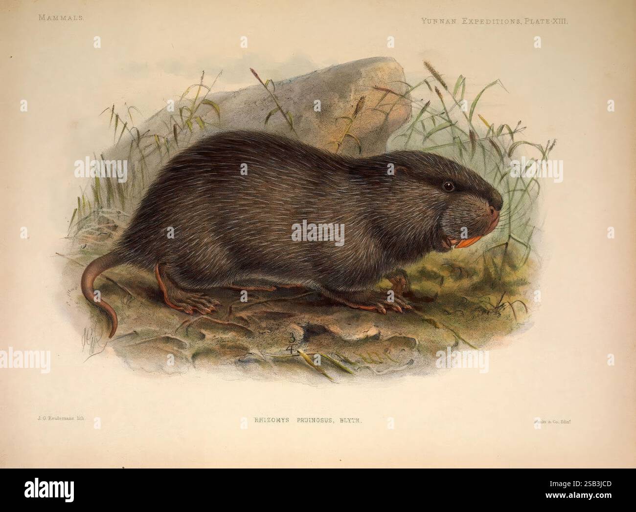 Anatomical and zoological researches v.2. 1878, China, zoology, Yunnan ...