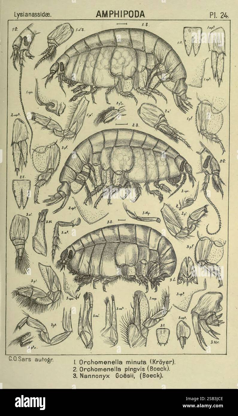 An account of the Crustacea of Norway. v.1 Amphipoda (plates ...