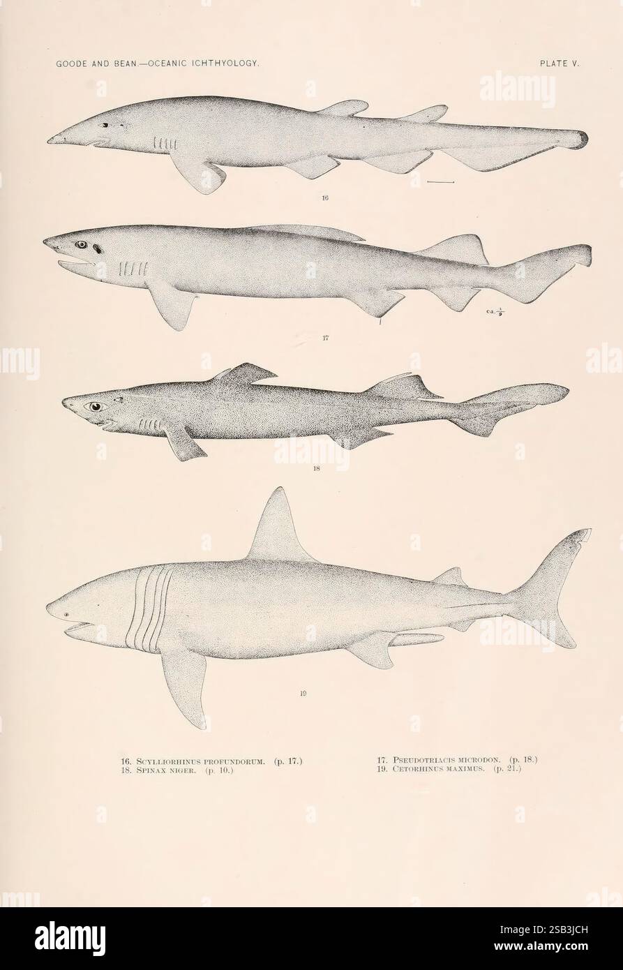 Oceanic ichthyology, v.22 atlas, Cambridge, U.S.A, 1896, shark ...