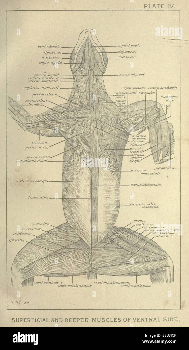 Understanding muscle morphology hi-res stock photography and images - Alamy