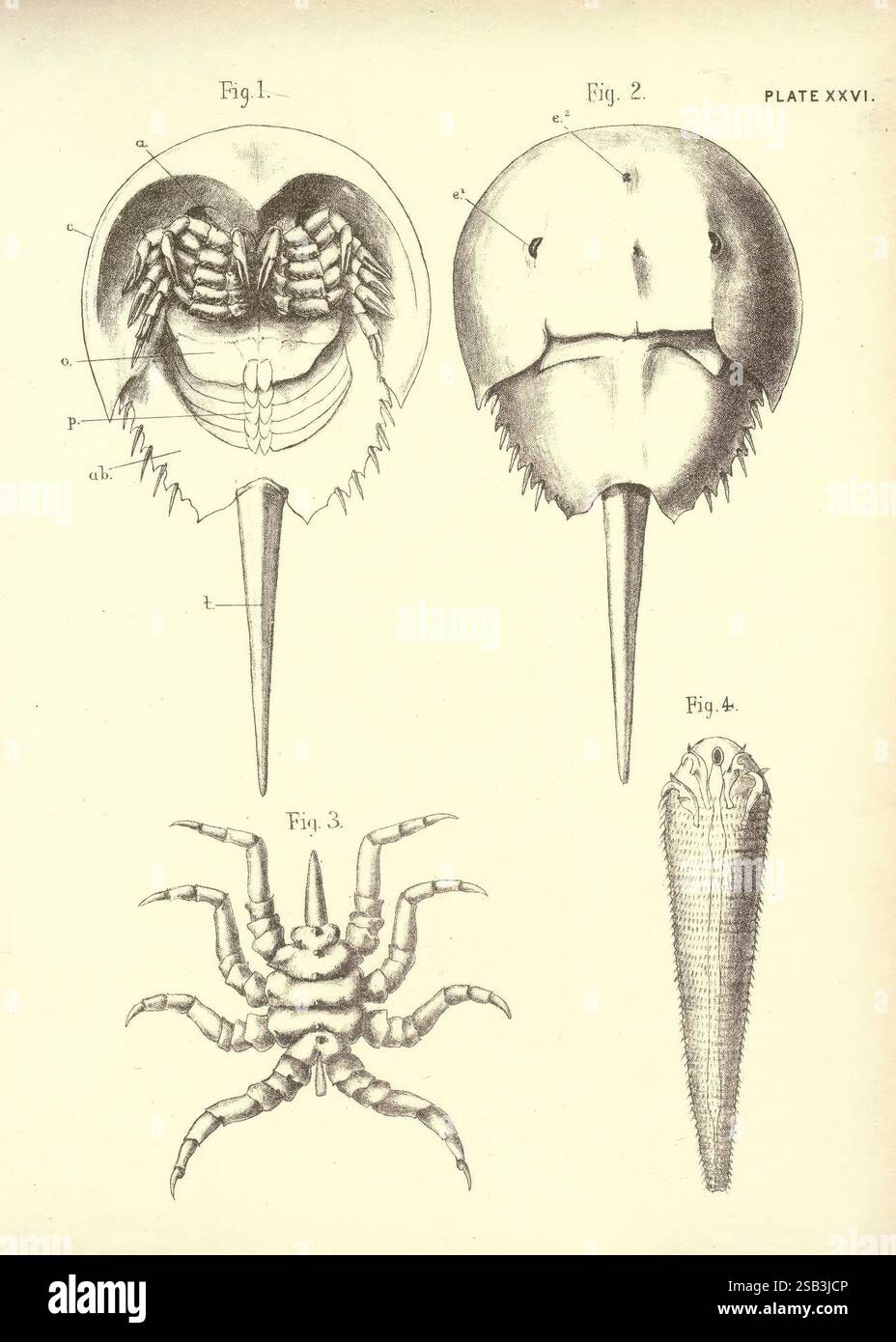 Illustrations of zoology: invertebrates & vertebrates Edinburgh Y.J ...
