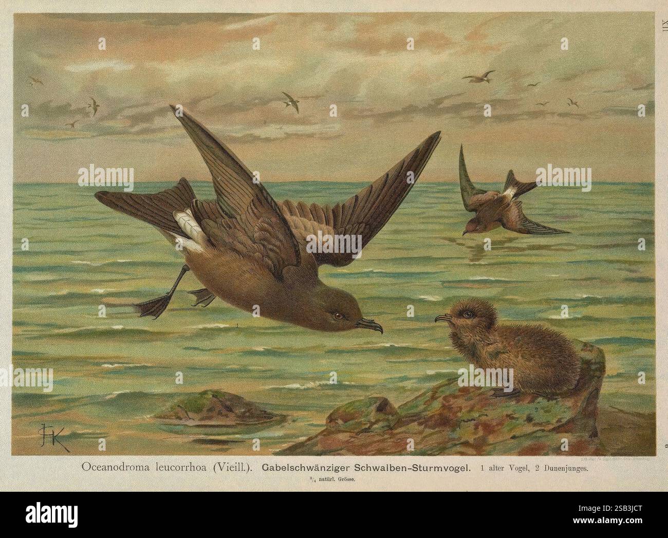 Coastal habitat filled hi-res stock photography and images - Alamy