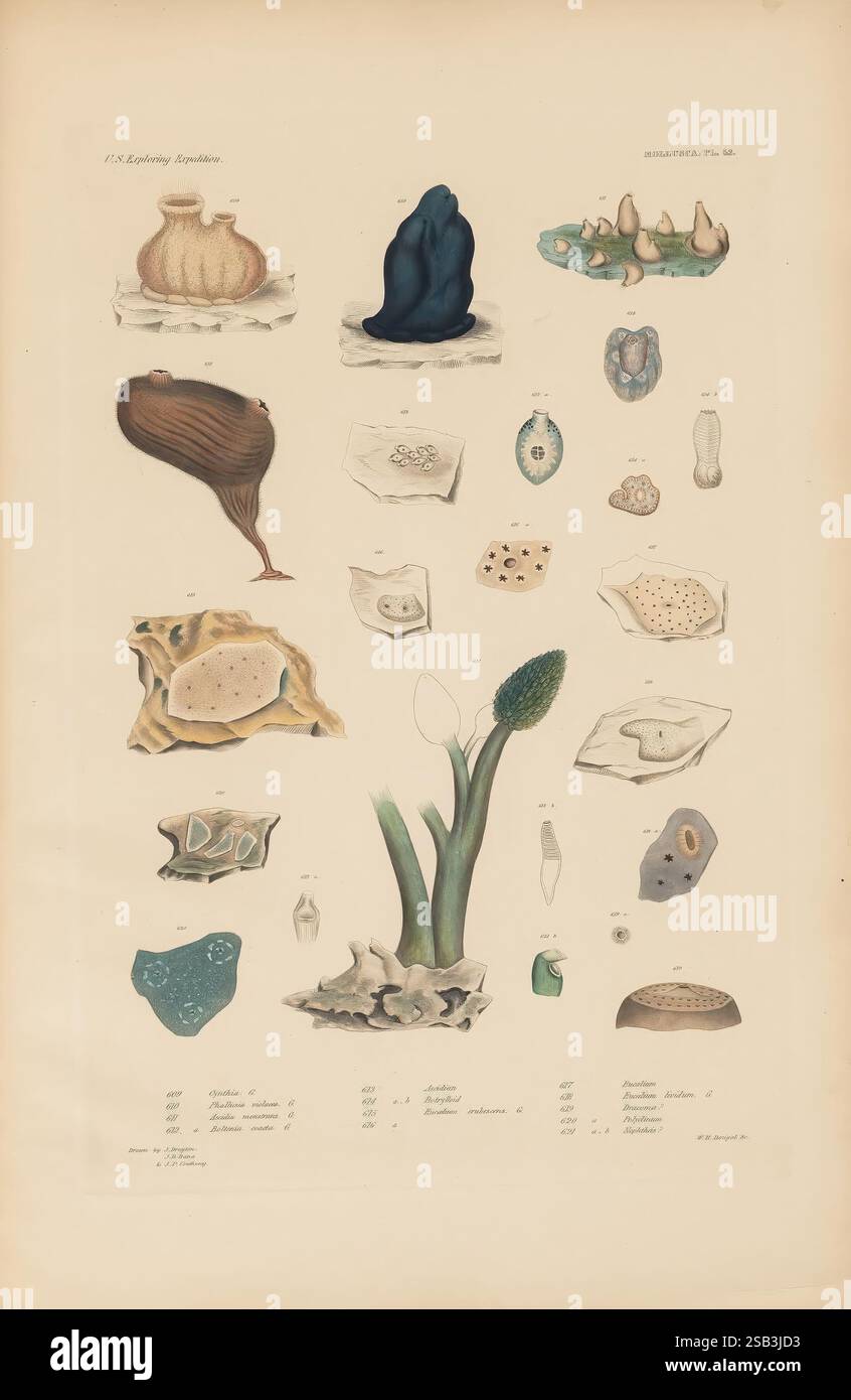 Mollusca, shells, Boston, Gould, Lincoln, 1852, mollusks, This detailed ...