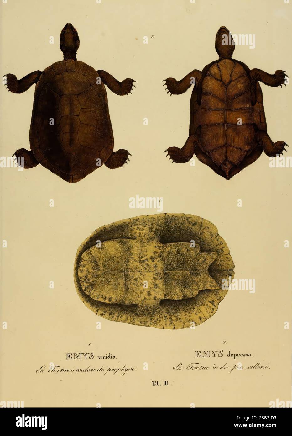 Unique underside characteristics hi-res stock photography and images ...