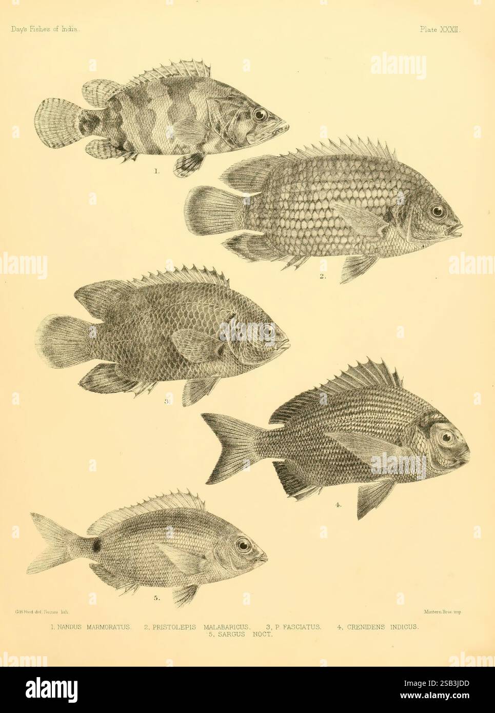 The fishes of India London B. Quaritch [1875]-1878 India Burma Indian ...