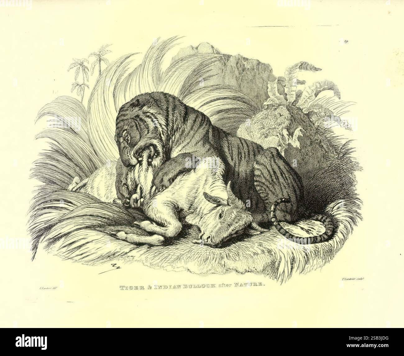 Engravings of lions, tigers, panthers, leopards, dogs, &c. 1853, animal ...