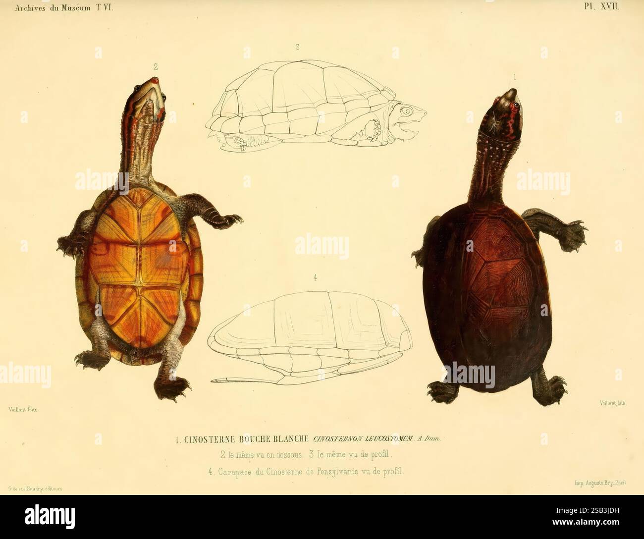 Description des reptiles nouveaux ou imparfaitement connus de la ...