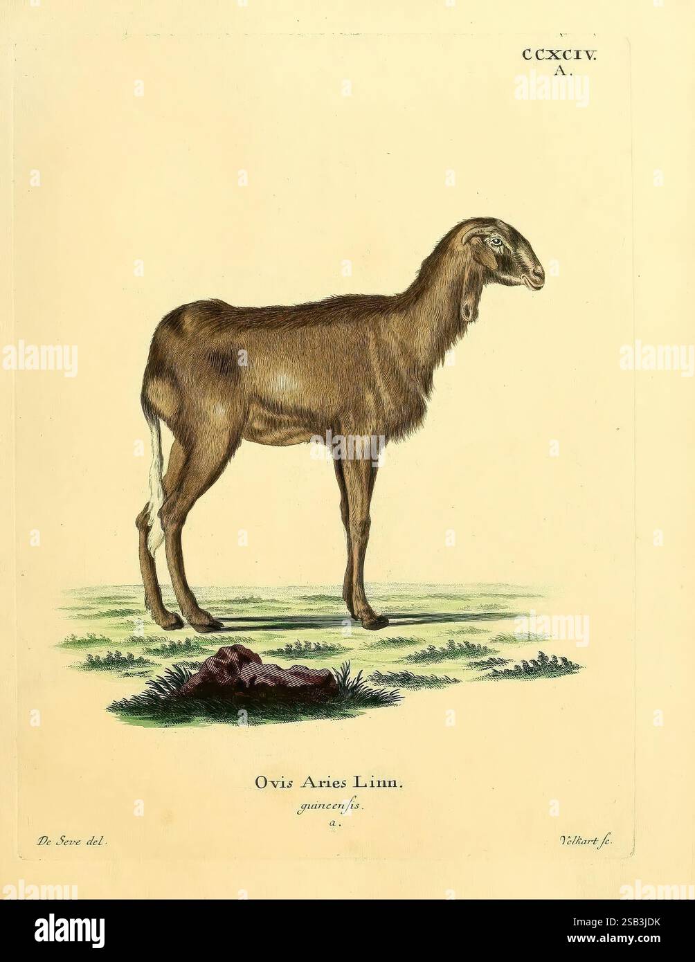 Curved horns prominently hi-res stock photography and images - Alamy