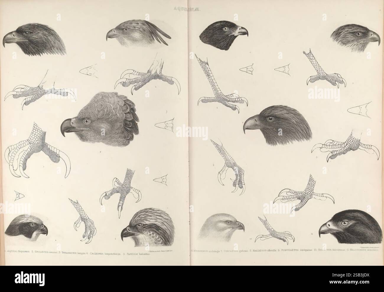 The genera of birds, 1849, birds, behavior classification, pictorial ...