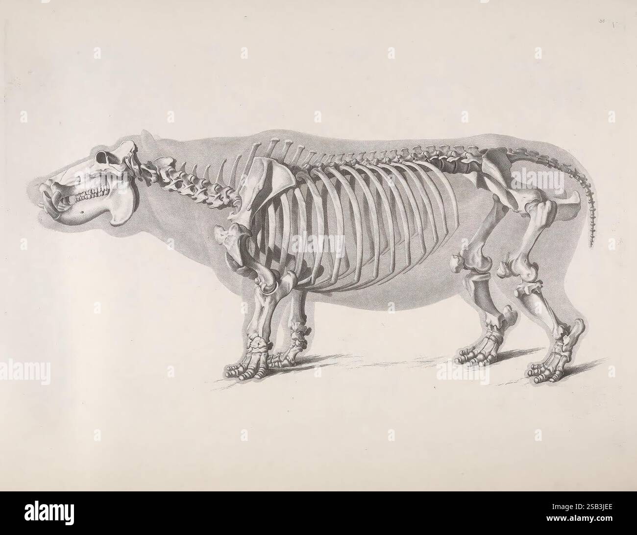 Vertebral column in skeleton body hi-res stock photography and images ...