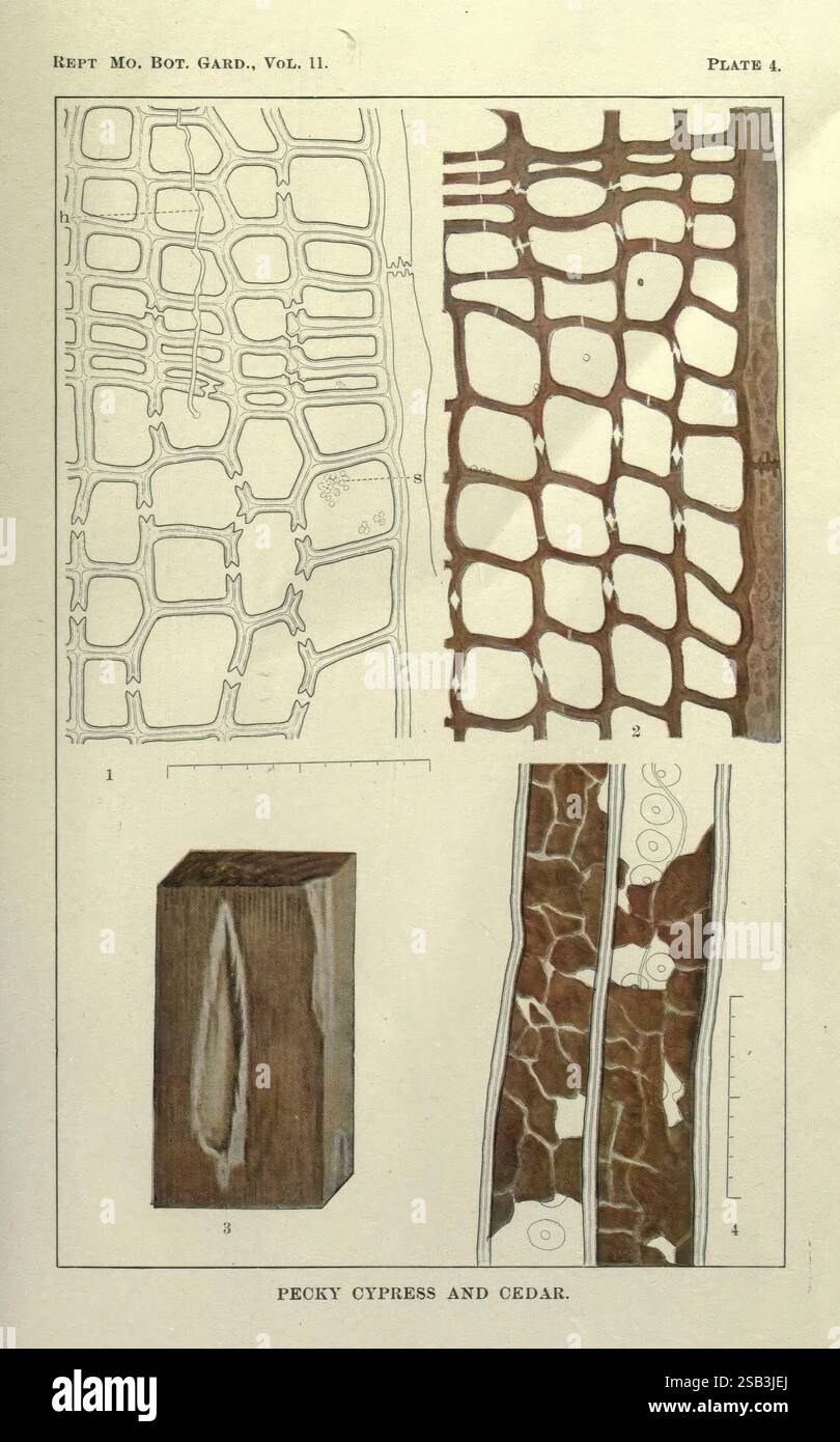 Cross section reveals growth rings hi-res stock photography and images ...