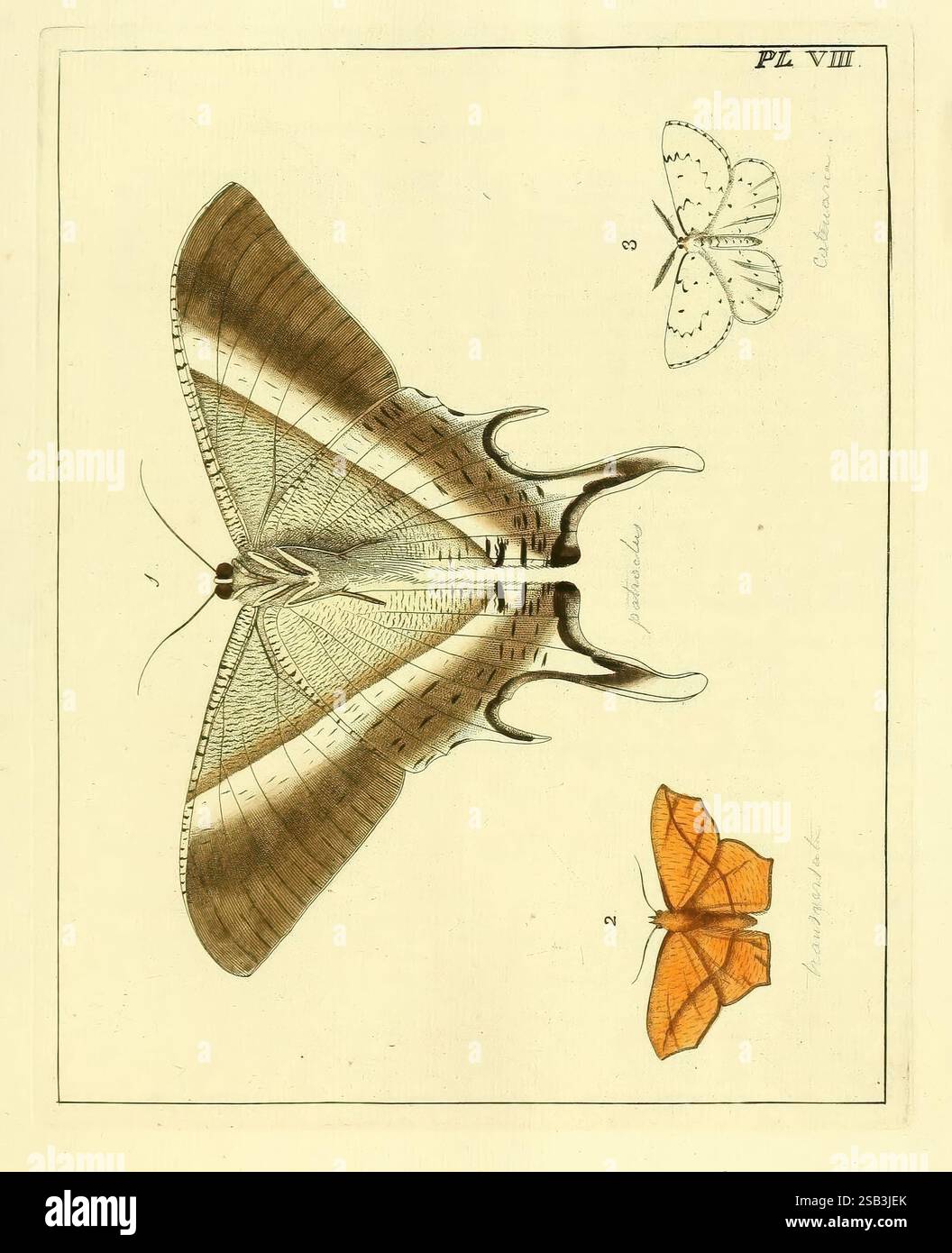 Another small butterfly exhibits hi-res stock photography and images ...