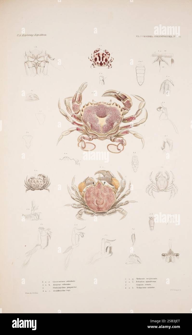 Crabs morphology emphasize hi-res stock photography and images - Alamy