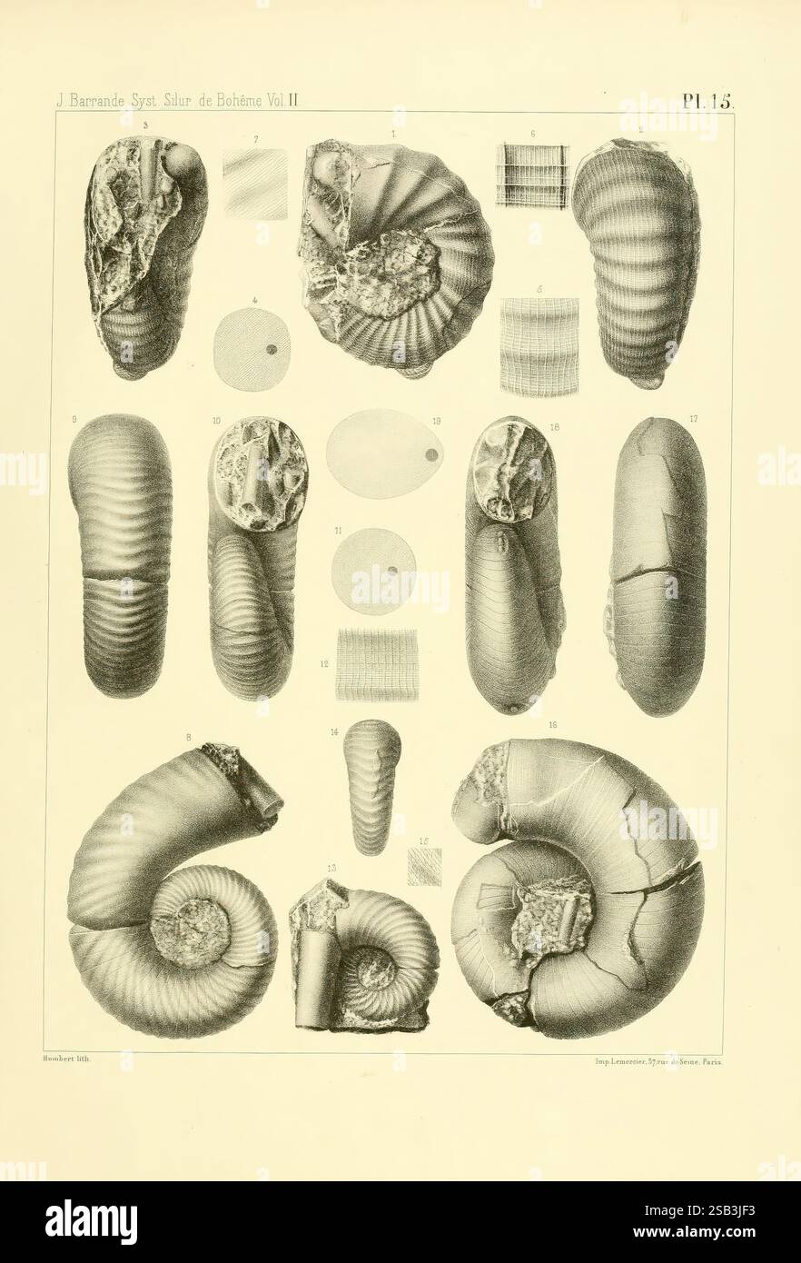 Various types of ammonite fossils hi-res stock photography and images ...