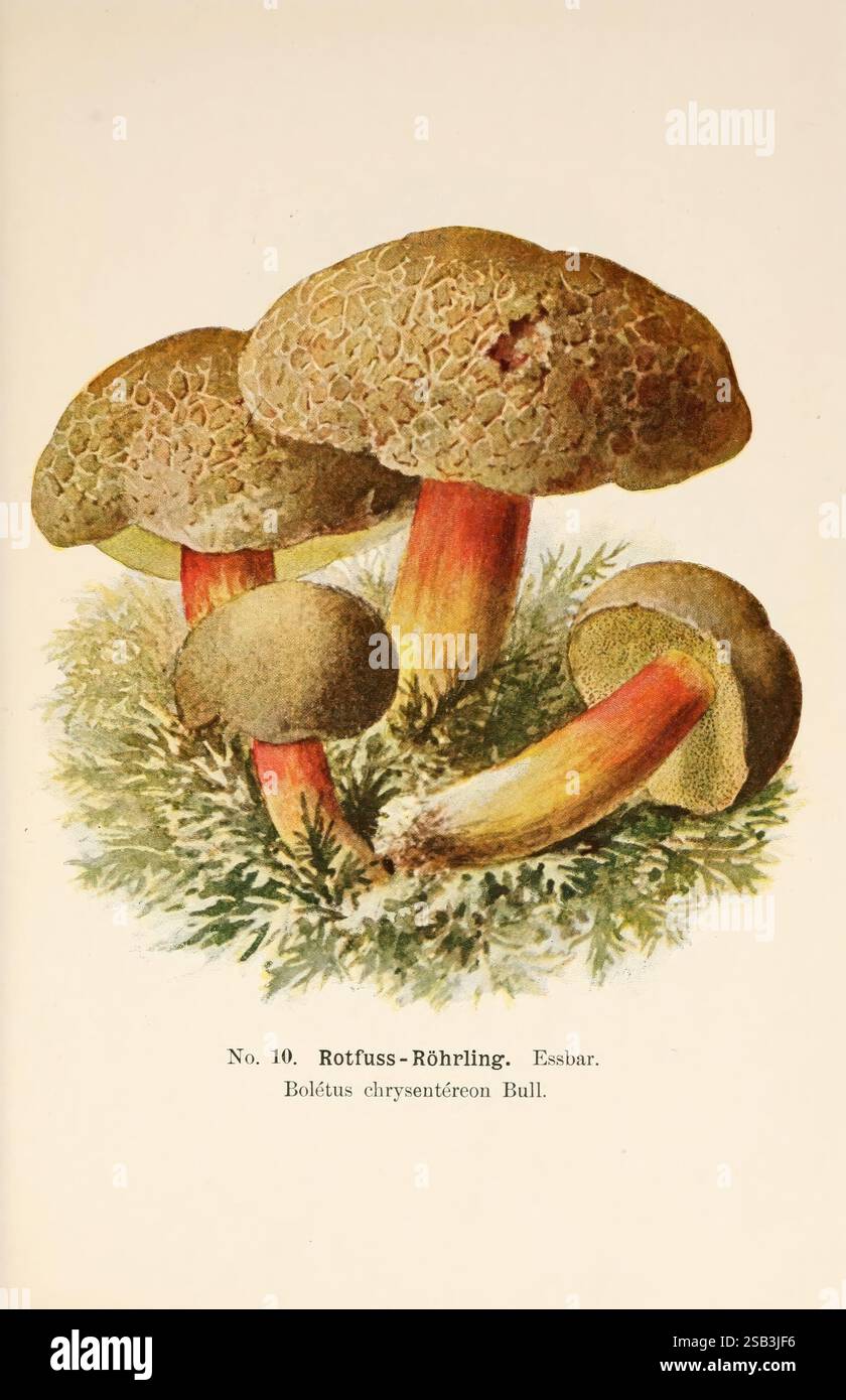 Red cracking bolete hist sci art hi-res stock photography and images ...