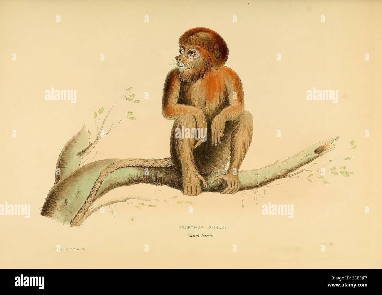 Monkey sir zoology oceania hi-res stock photography and images - Alamy