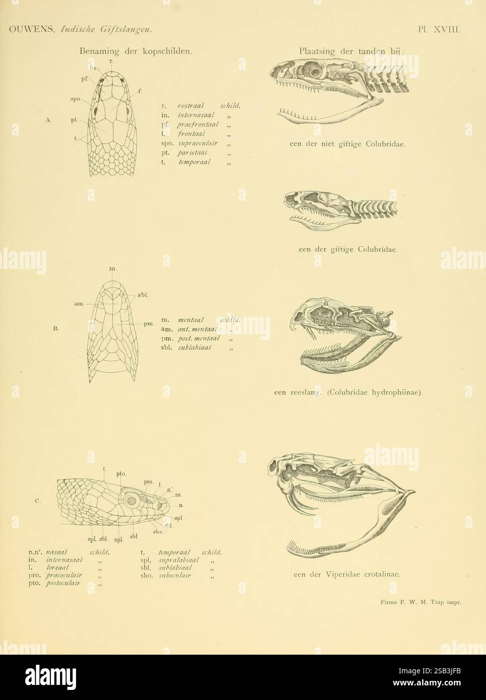 Detailed taxonomy of four distinct types hi-res stock photography and ...