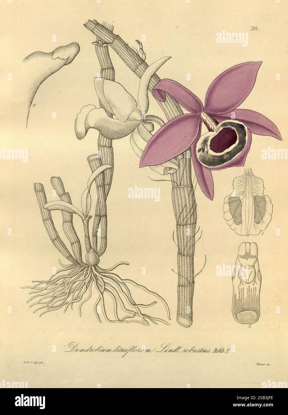 Dendrobium parishii orchid hi-res stock photography and images - Alamy