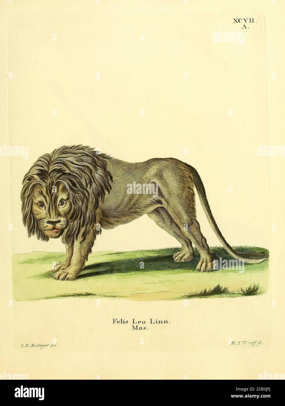 Lions facial features exhibit hi-res stock photography and images - Alamy