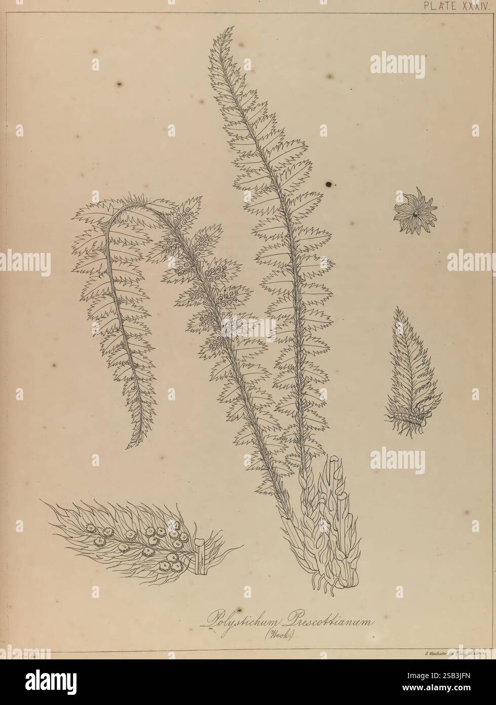 The, ferns, of, British, India, Madras, printed, by, Gantz, Brothers ...