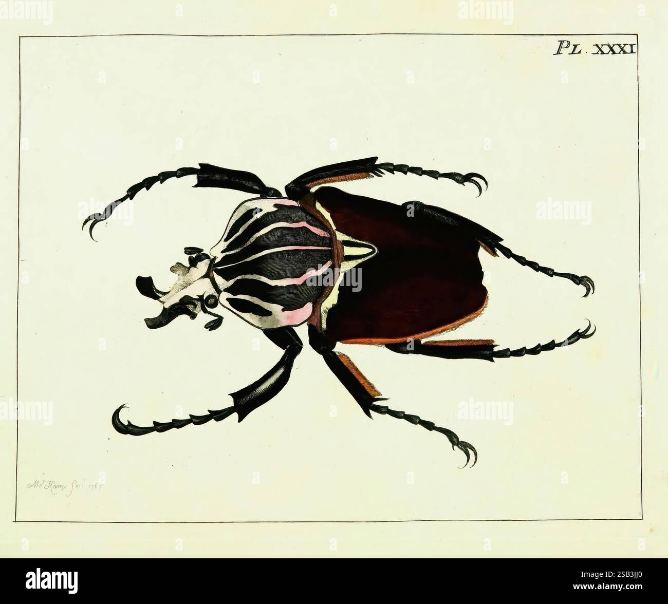 Carapace exhibits bold hi-res stock photography and images - Alamy