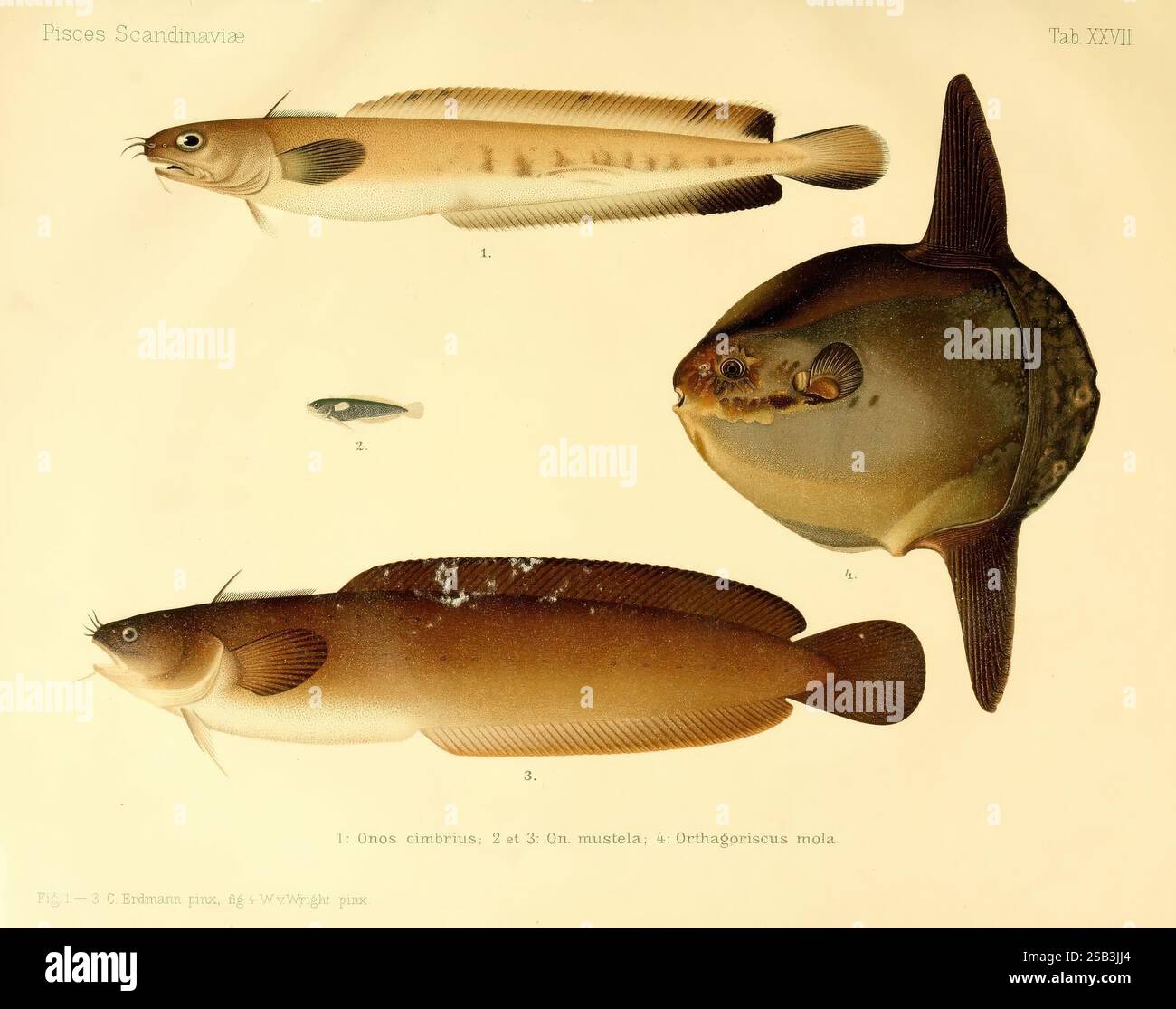 Illustrated classification of three distinct fish species hi-res stock ...