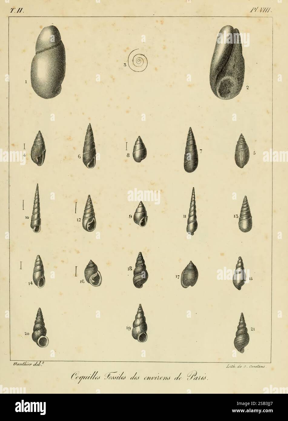 Description des coquilles fossiles des environs de Paris, Paris, L ...