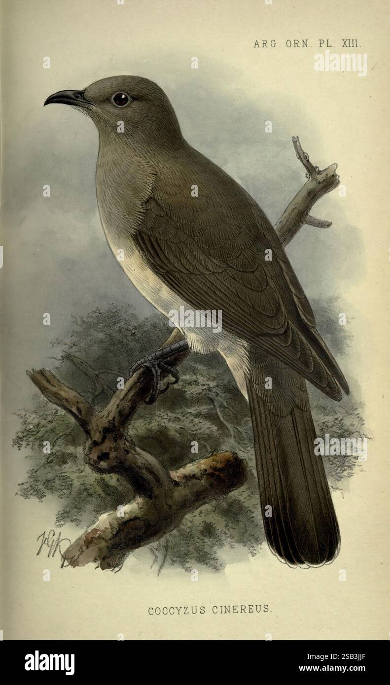 Yucatan cuckoo hi-res stock photography and images - Alamy