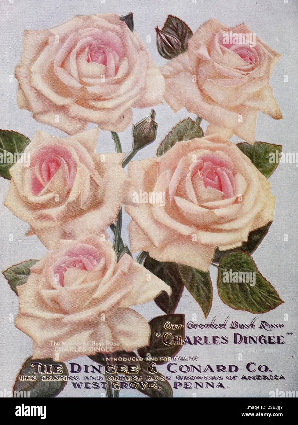 New guide to rose culture West Grove, Pa, The Dingee & Conard Co, 1925 ...