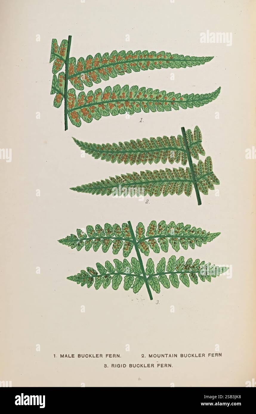 British ferns, London, Gibbings, 1903, filices, Great Britain, ferns ...