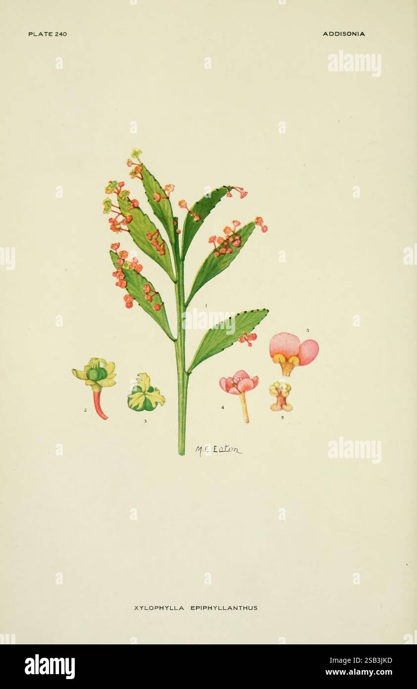 Xylorhhylla epiphyllanthus plant hi-res stock photography and images ...