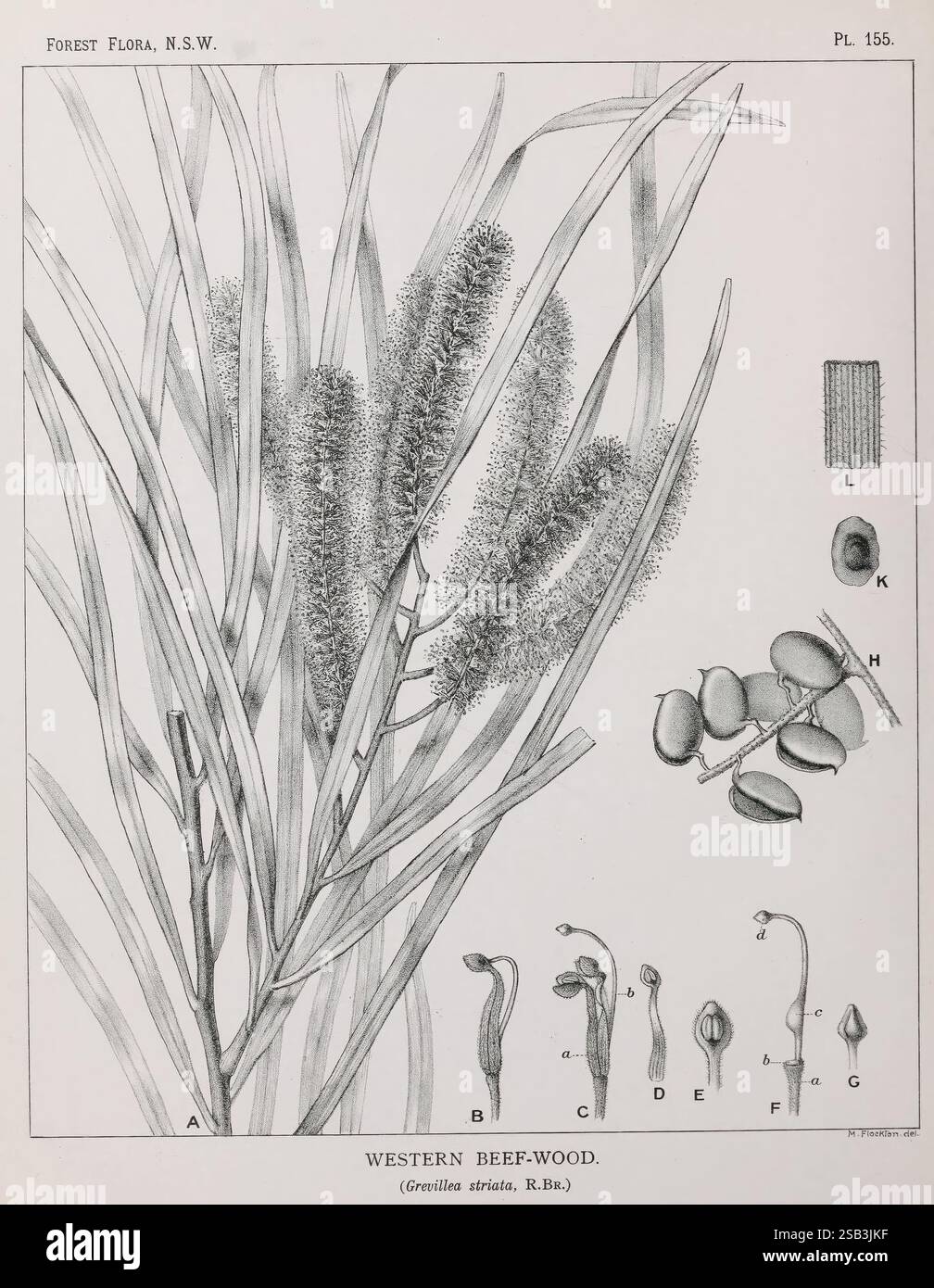 The forest flora of New South Wales, Sydney, W. A. Gullick, 1902-1925 ...