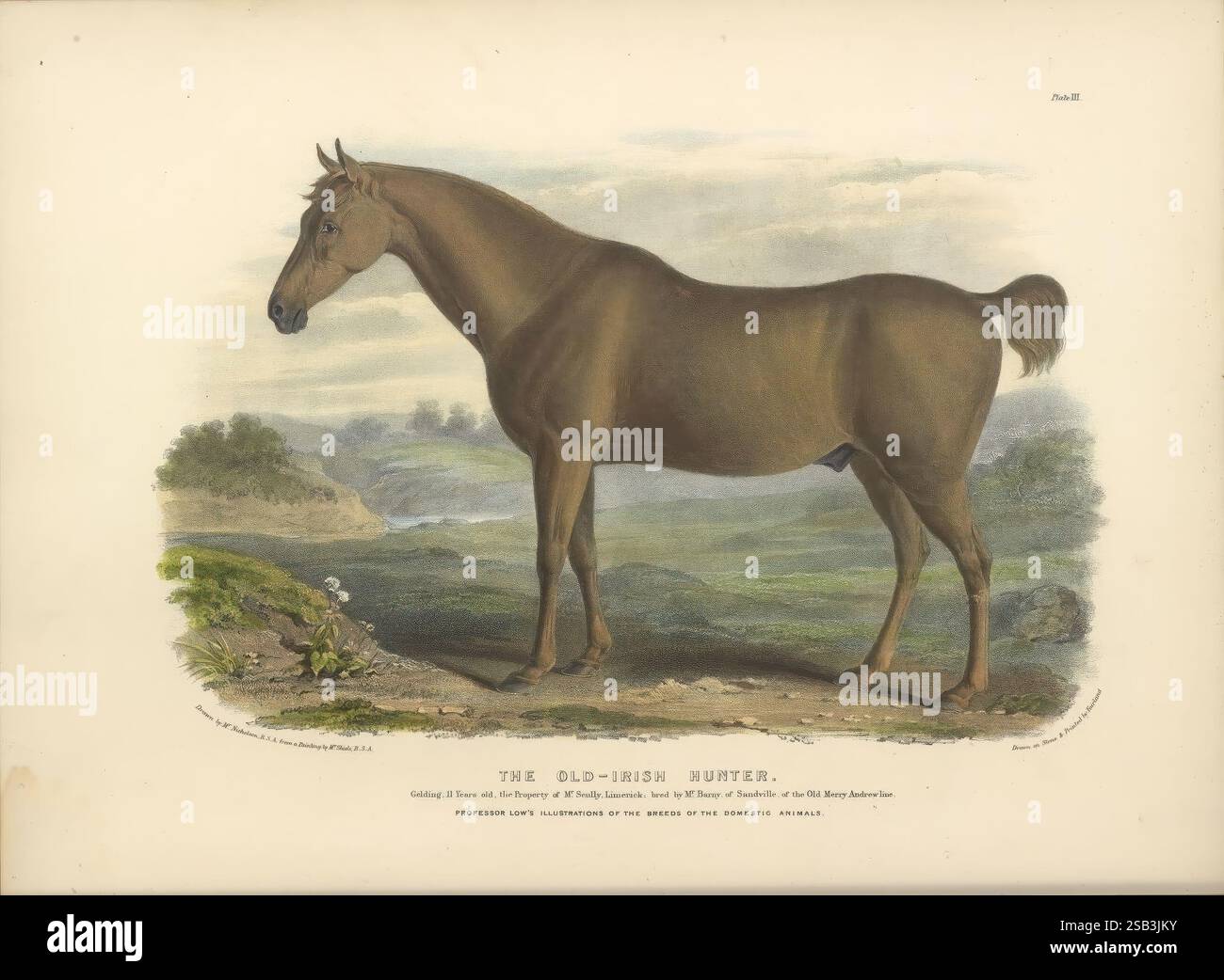 1842 domestic animals great britain livestock horses hi-res stock ...