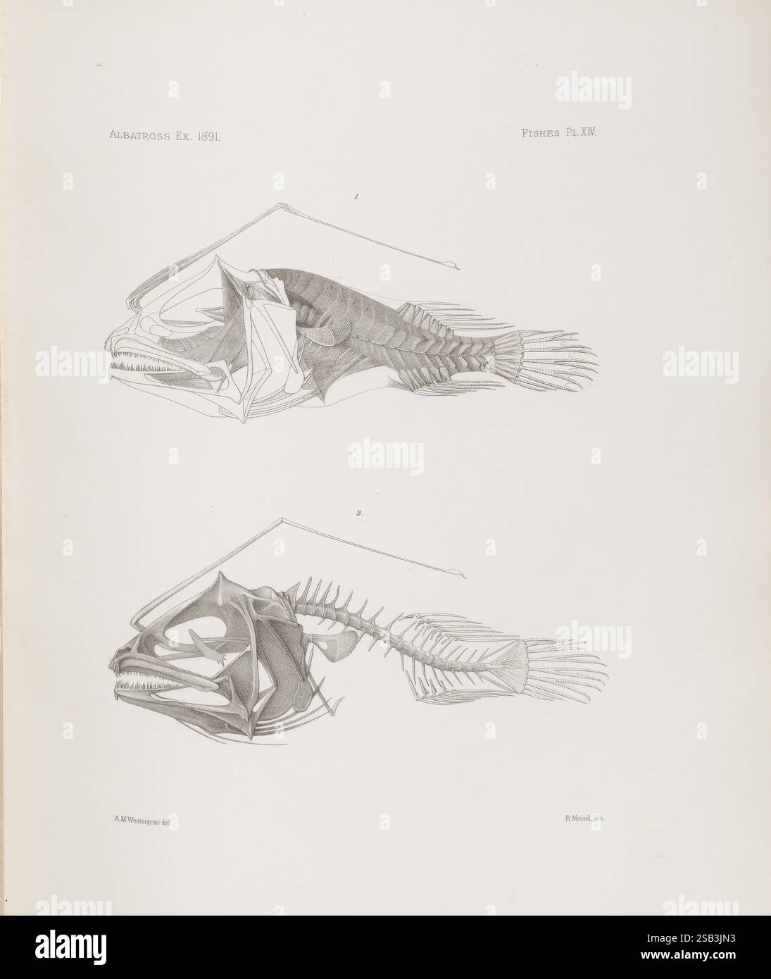 Memoirs of the Museum of Comparative Zoology, at Harvard College ...
