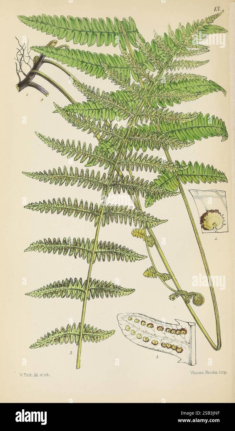 The British ferns, or Coloured figures and descriptions with the ...