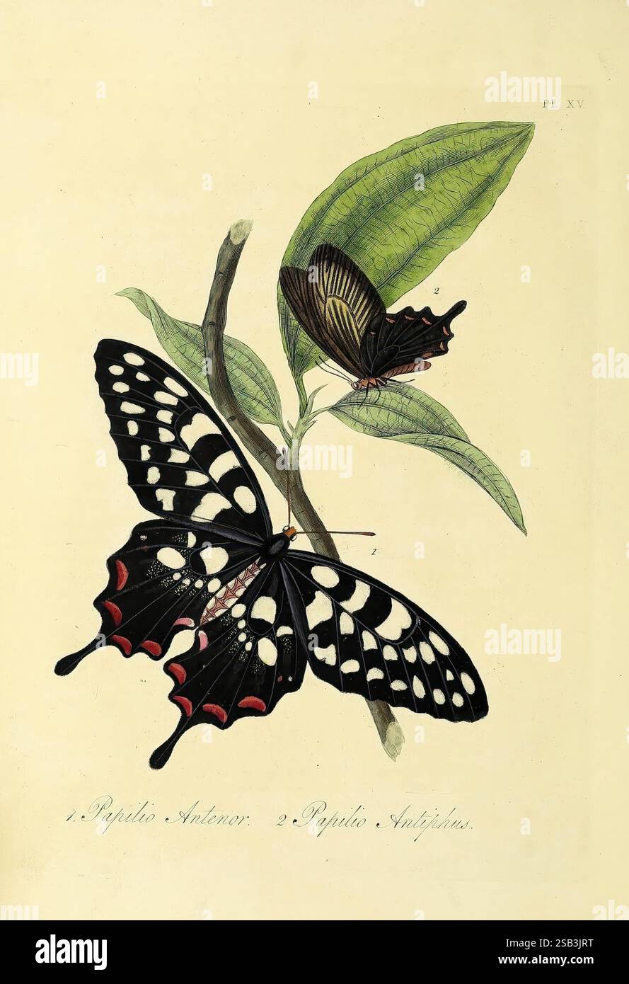 Natural history of the insects of India, 1842. India, Insects ...