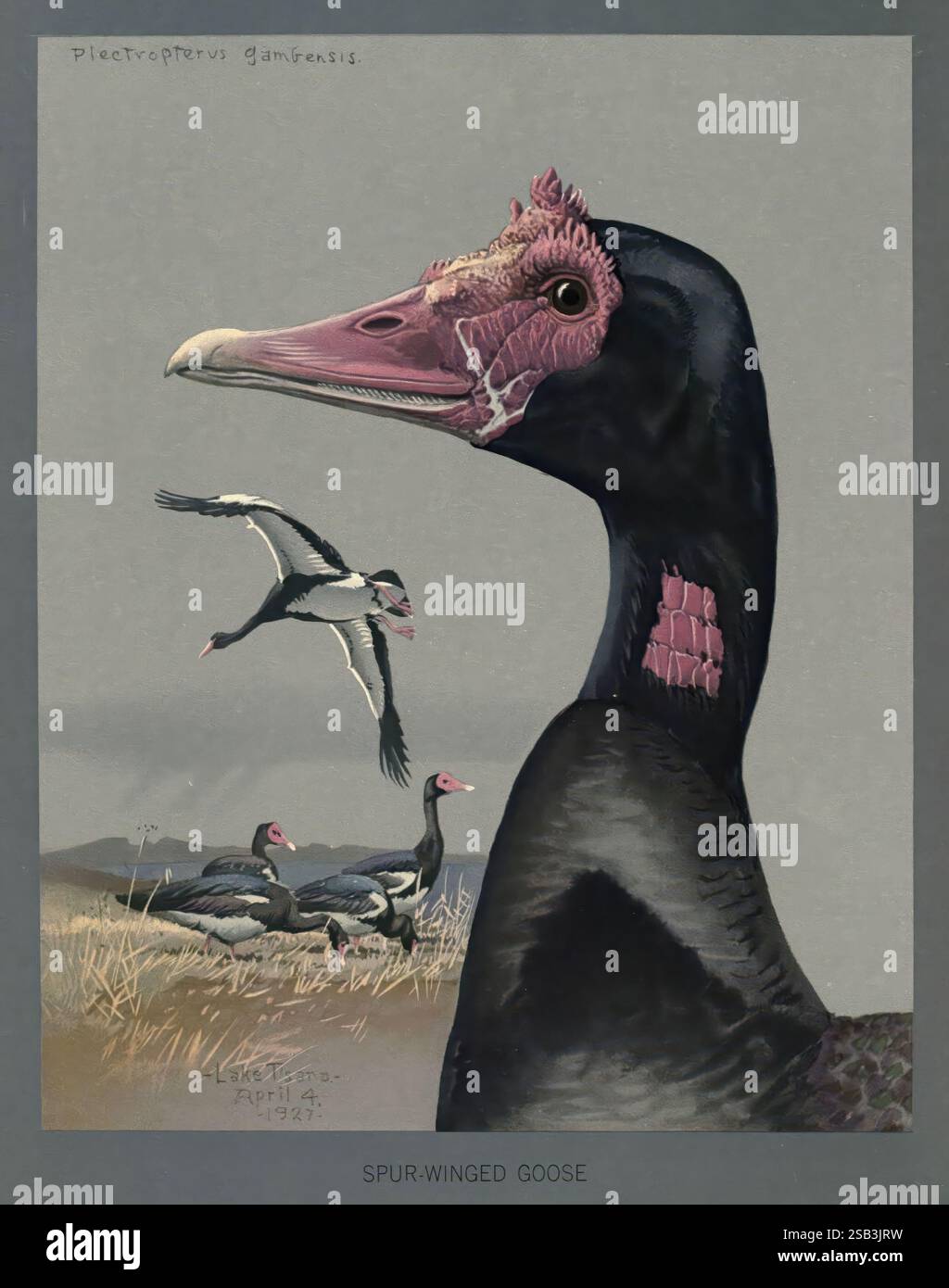 Album of Abyssinian birds and mammals Chicago, Field Museum of Natural ...