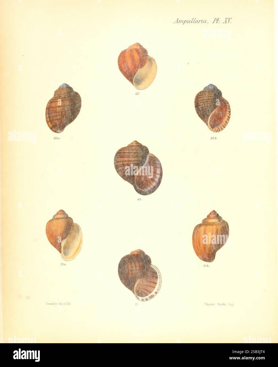 Distinct coiled shells hi-res stock photography and images - Alamy