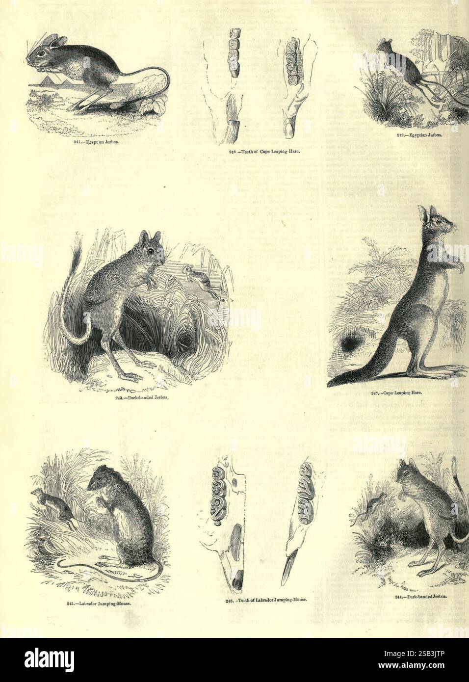 Final section focuses hi-res stock photography and images - Alamy