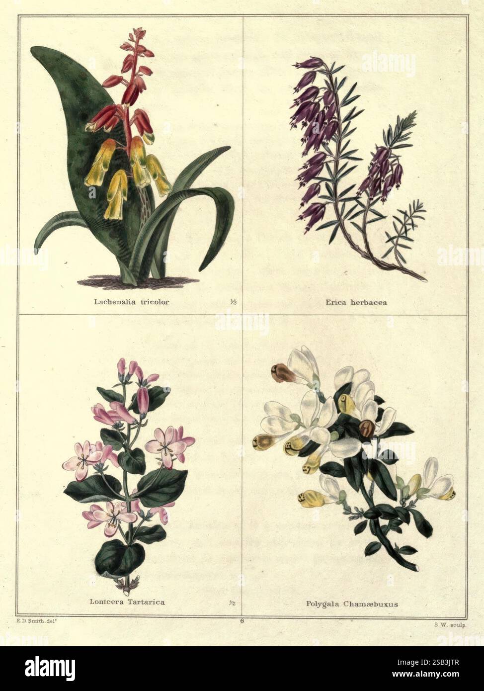 The Botanic Garden London, Simpkin & Marshall, 1825, Botany ...